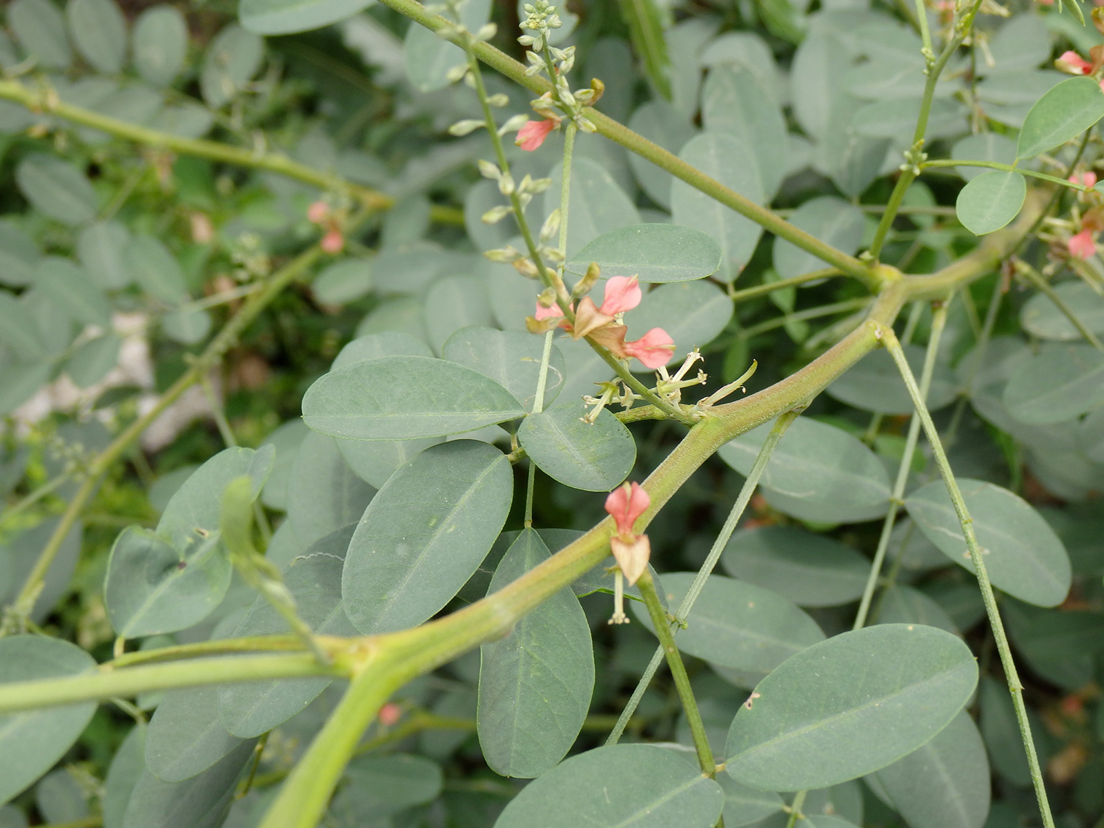 Feuilles broyées d’Indigo tropical (Henné noir) | Couleurs de ...