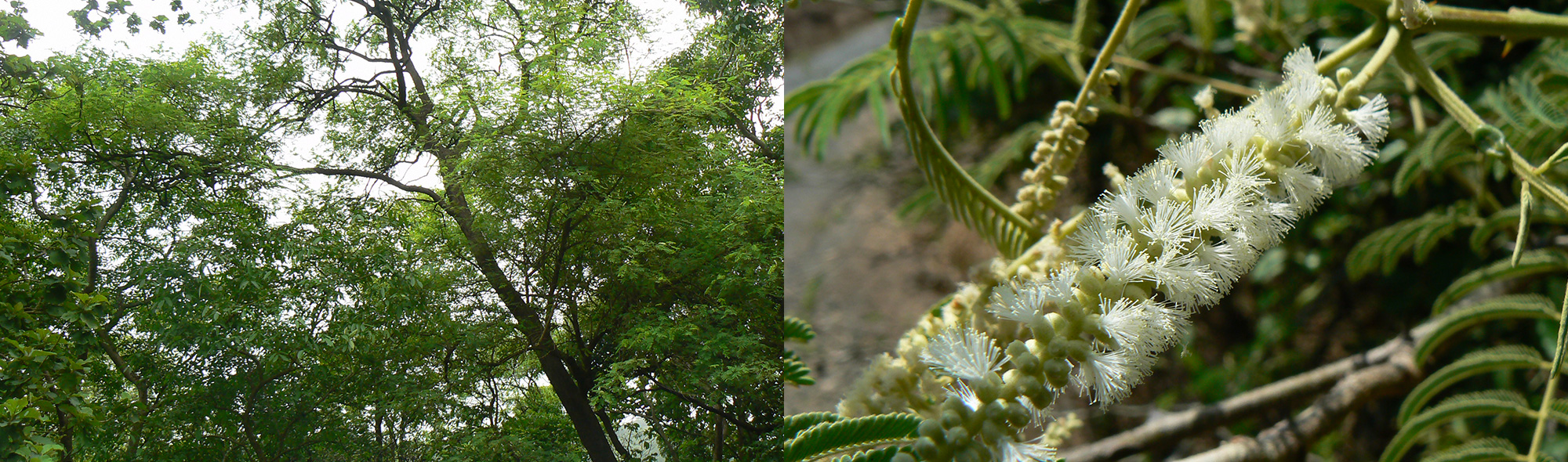 Cachou | Couleurs de PlantesCouleurs de Plantes Fournisseur de ...