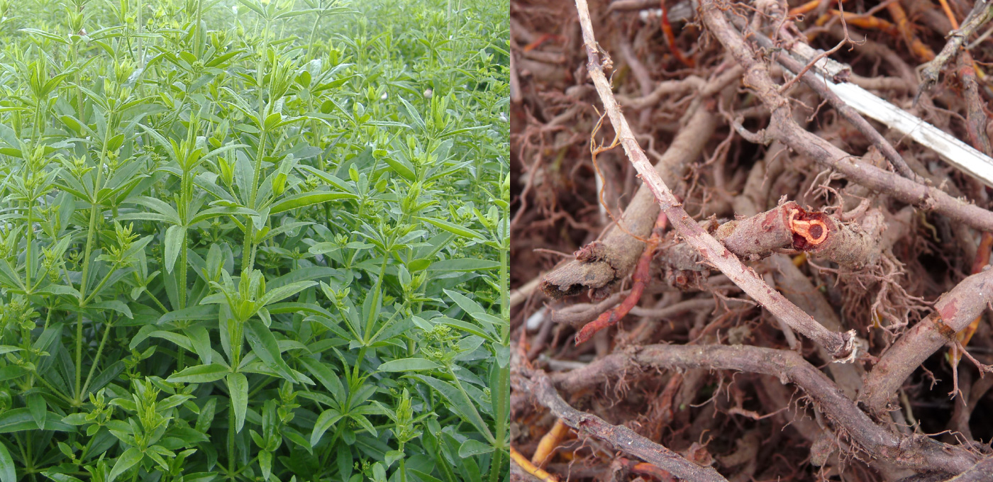 GARANCE | Couleurs de PlantesCouleurs de Plantes Fournisseur de ...