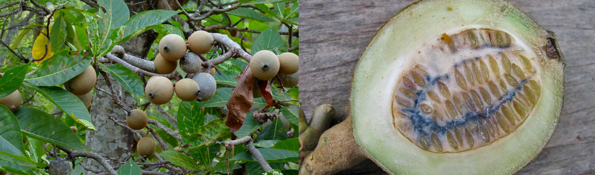 Génipa | Couleurs de PlantesCouleurs de Plantes Fournisseur de ...