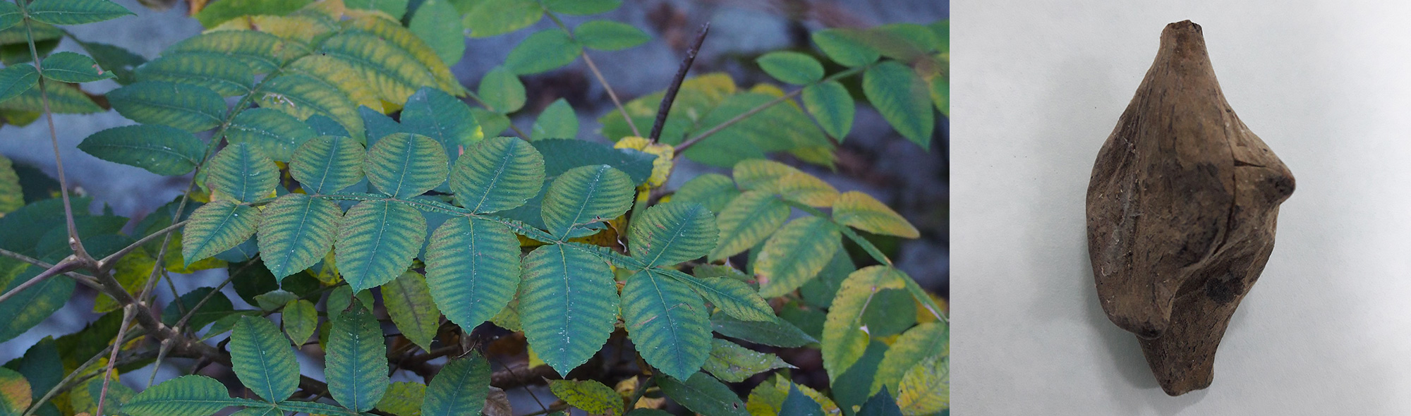 Chinese Sumac – Gall nut | Couleurs de PlantesCouleurs de Plantes Dyes ...
